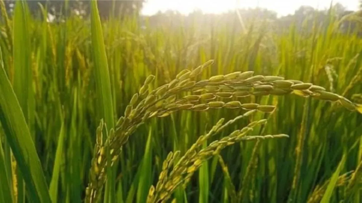 पंजाब-हरियाणा में बौने पैदा हो रहे हैं धान के पौधे, ये वजह आई सामने ...
