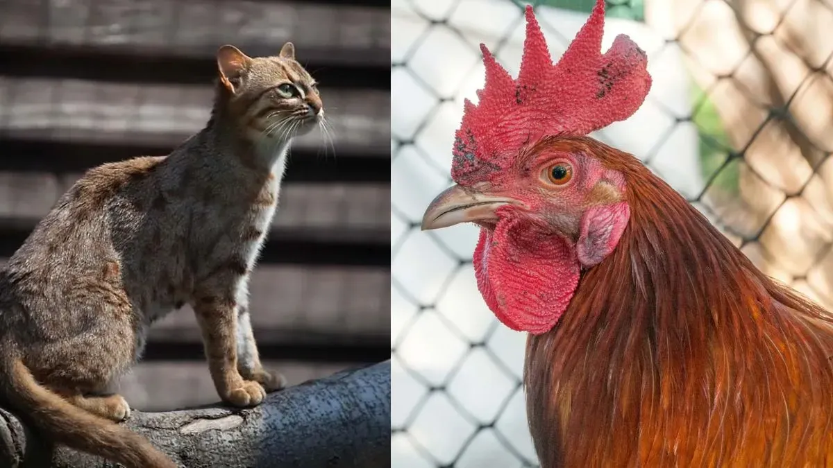 बिल्ली ने पड़ोसी के मुर्गे को खाया, लाठी-डंडे चले और पुलिस केस हो गया ...