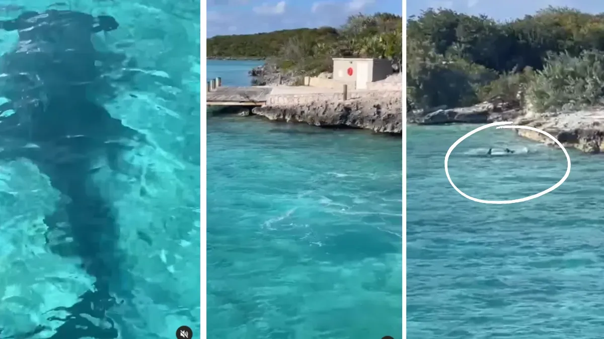 समंदर में 12 फीट लंबी शार्क से भिड़ा कुत्ता, फिर जो हुआ, वो वायरल है ...