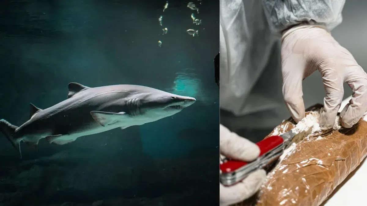 तो क्या अमेरिका के समुद्र में मछलियां नशेड़ी हो गई हैं? - The Lallantop