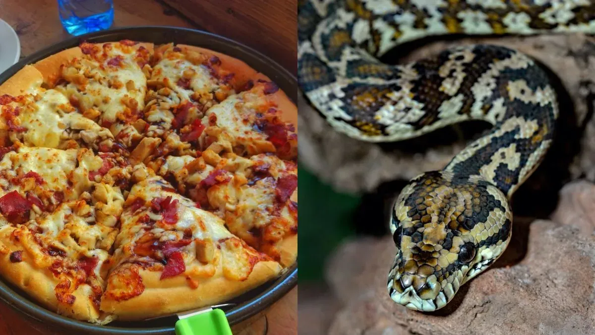 Pizza Hut वाले पिज्जा में सांप डालकर खिला रहे, खाना हो तो पता जान लें ...