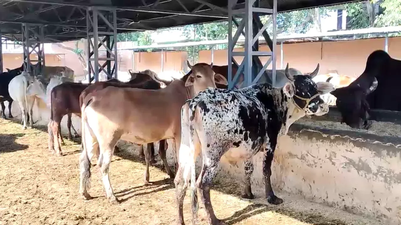 राजस्थान के कोटा में 10 दिन में 200 गायों की मौत, वजह परेशान कर देगी ...