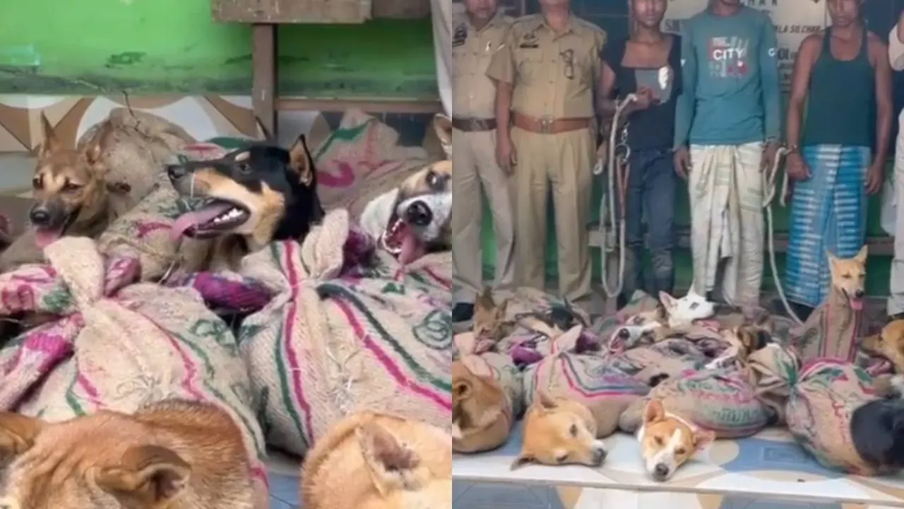 असम से मिजोरम में कुत्तों की बड़ी तस्करी, बोरी में भर कर मांस ...